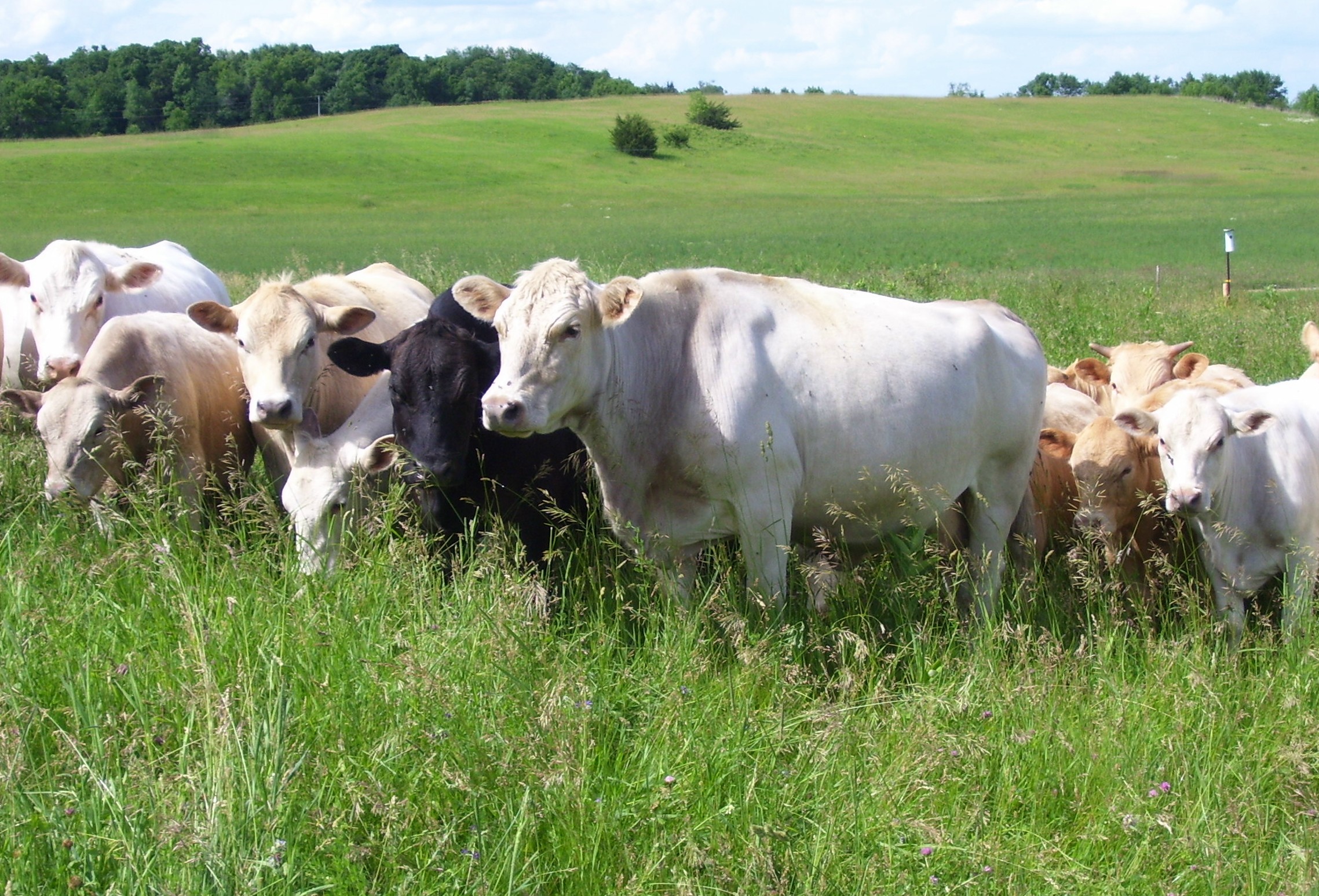 Home – Meyer Beefalo Farm